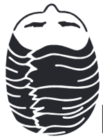 Transbase Men's Full Wig "Bodo" - Custom Made – NOBO Corporation